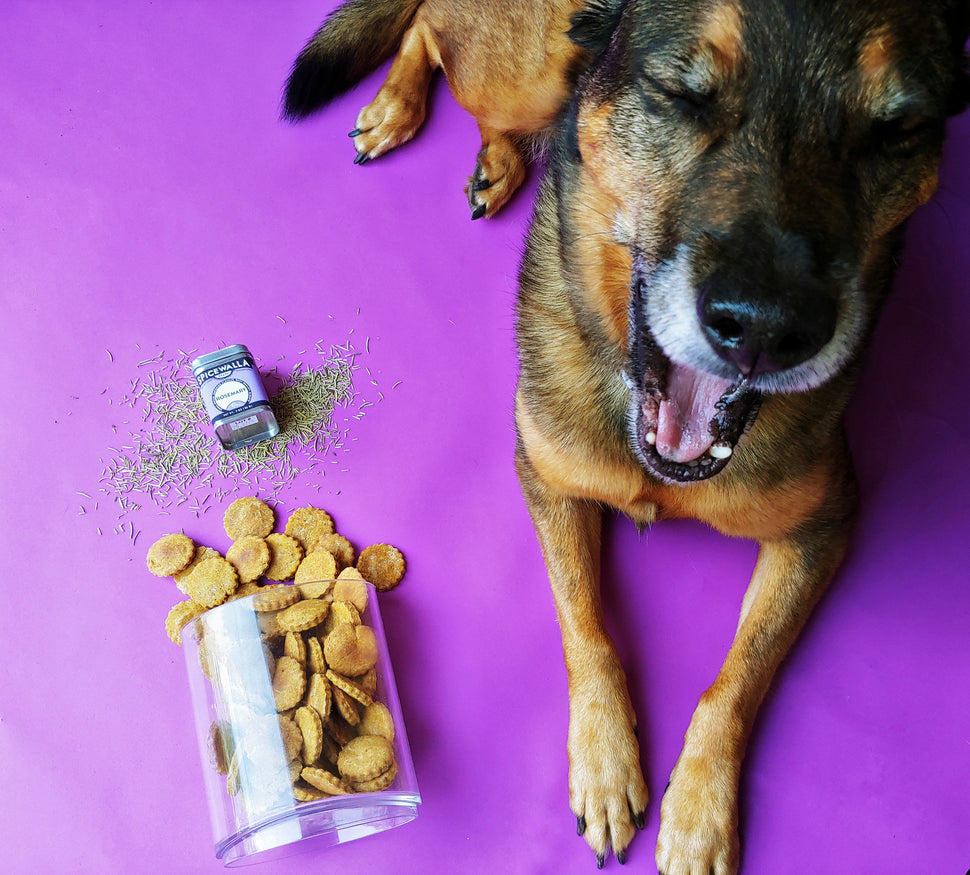 Spice Advice: Spices for dogs – Spicewalla